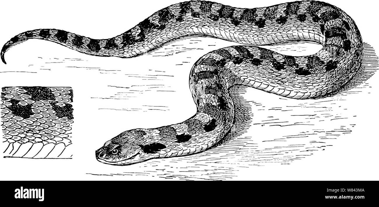 Adder image Black and White Stock Photos & Images - Alamy