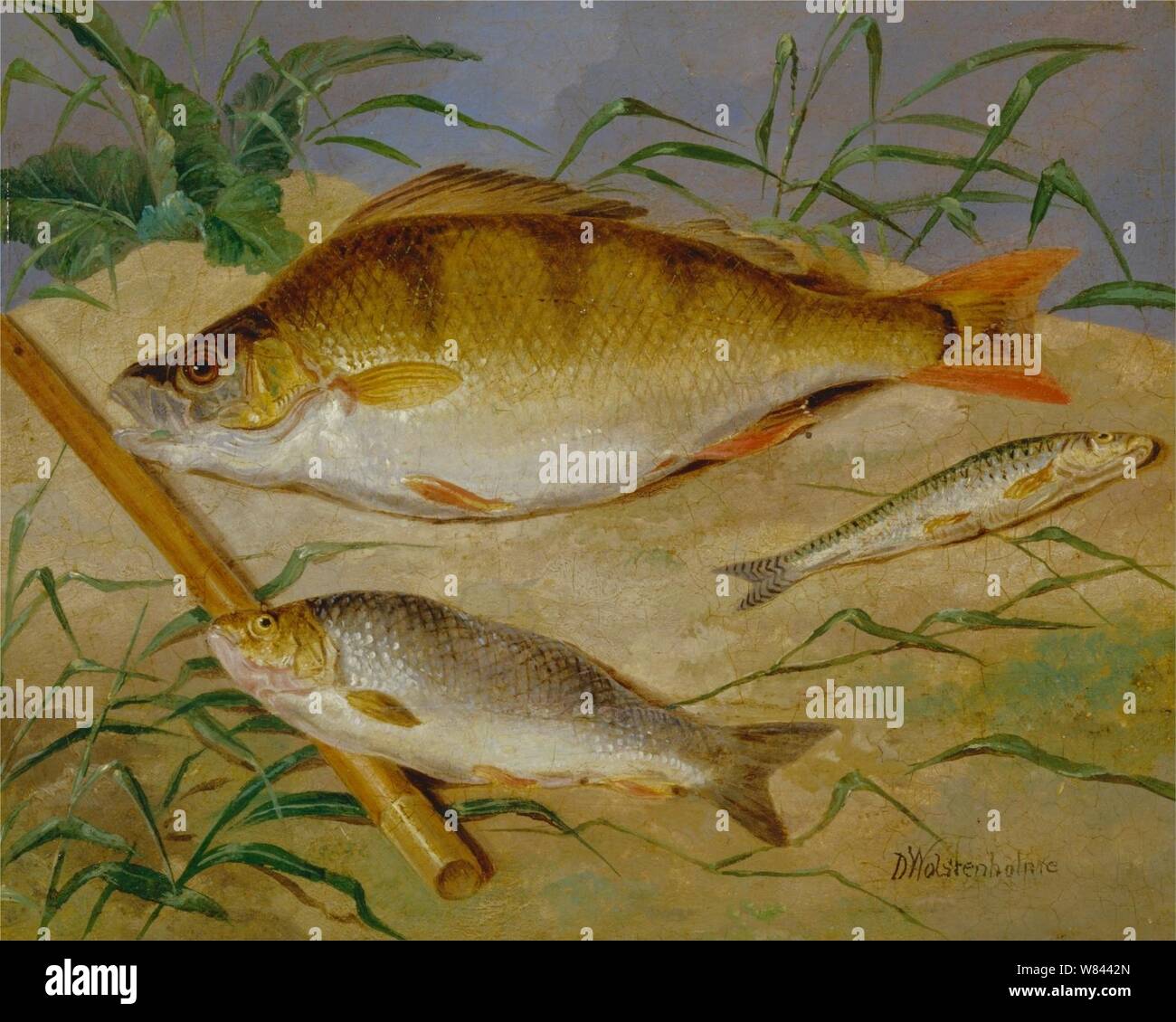 Dean Wolstenholme - An Angler's Catch of Coarse Fish Stock Photo - Alamy