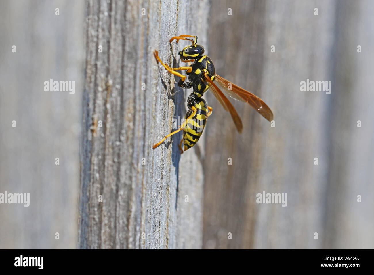 Tree wasp, or paper wasp very close up stripping wood from garden ...