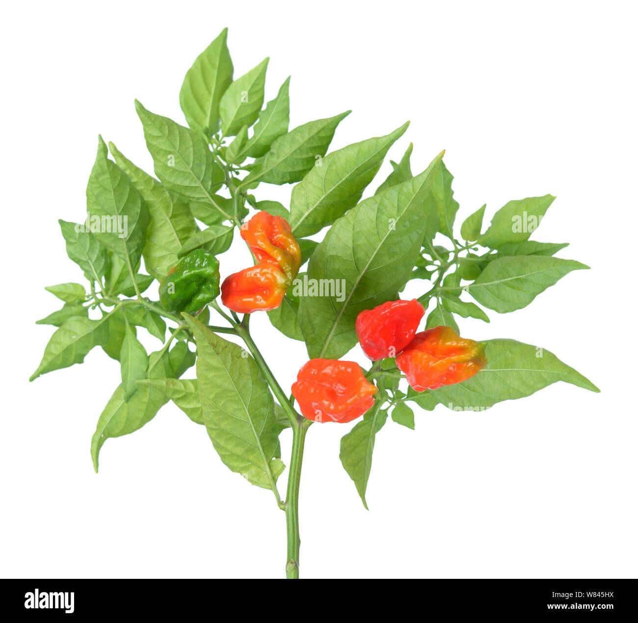 ghost pepper branch isolate on white Stock Photo - Alamy