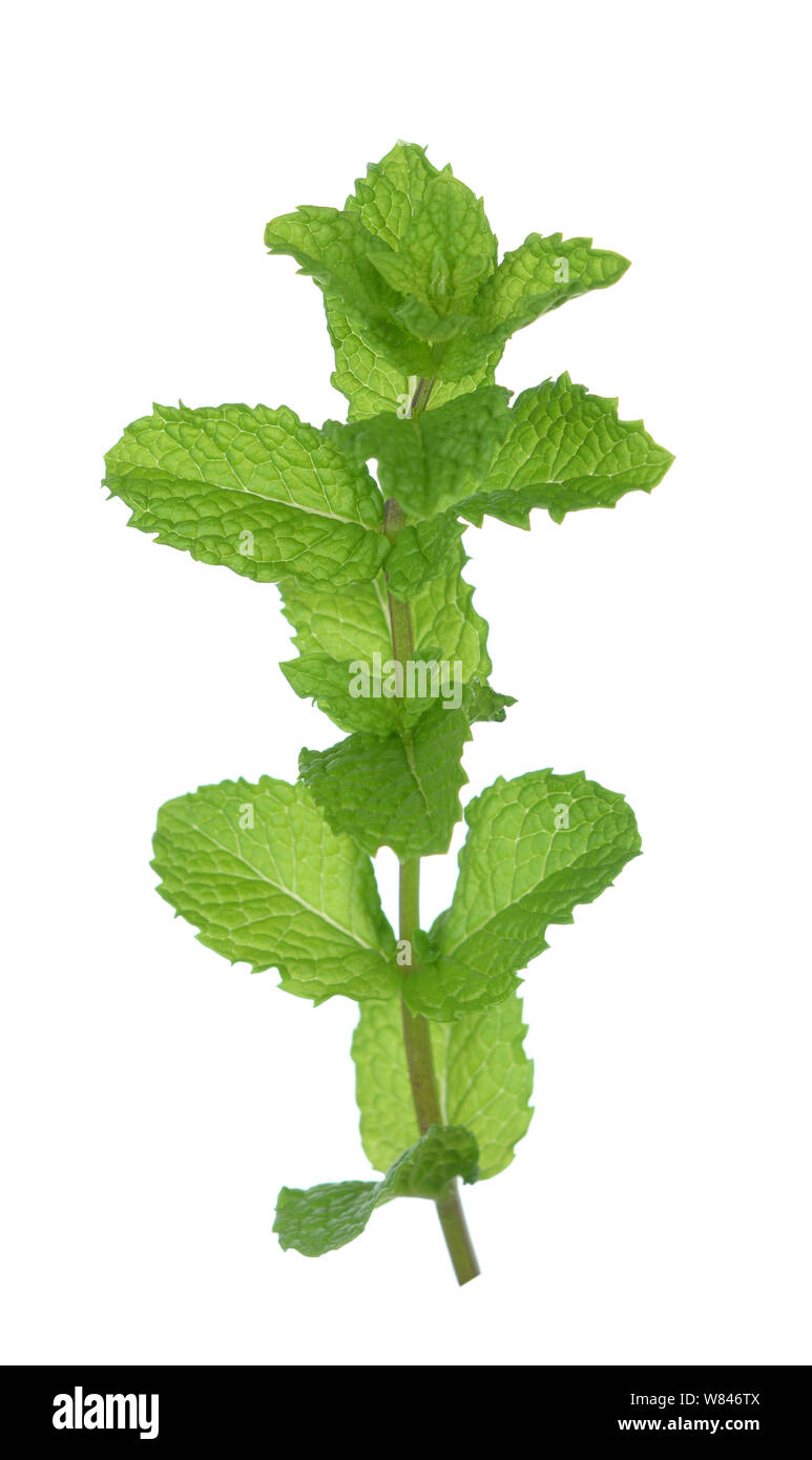 branch of mint isolated on white Stock Photo - Alamy