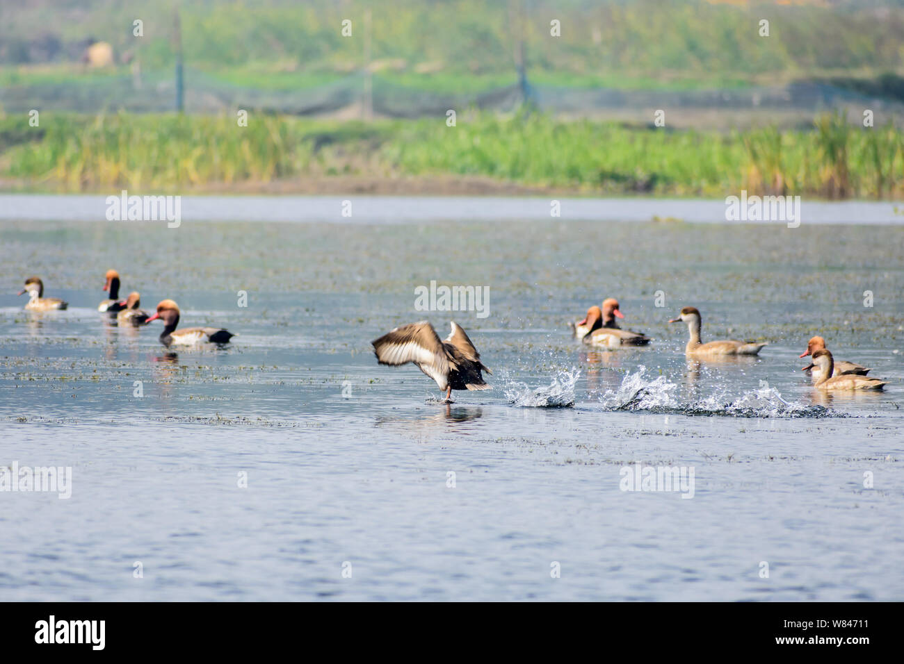 Flock of migratory Red crested pochard Aythyinae flying on lake ...