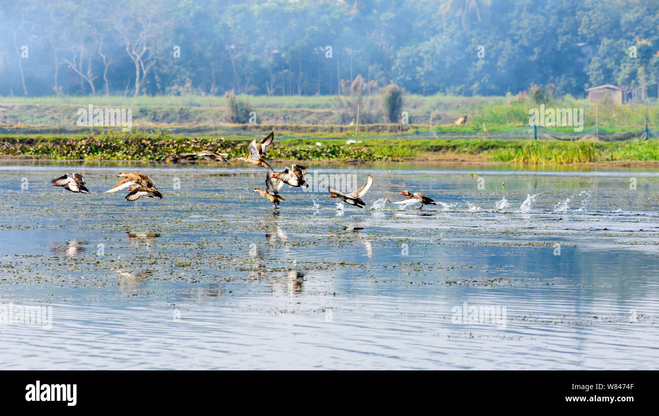 Flock of migratory birds flying over lake. The freshwater and coastal ...