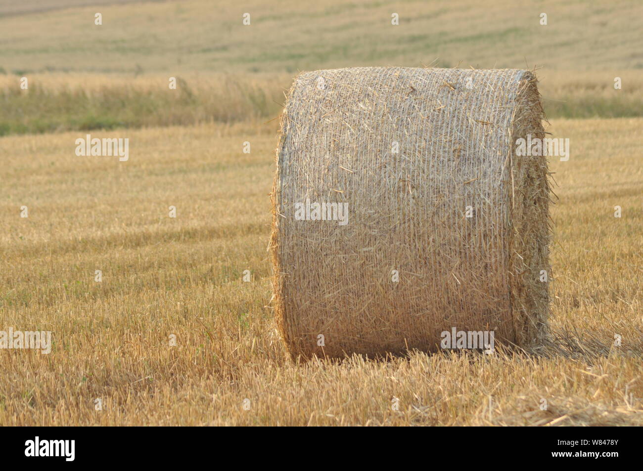 Harvest in the fields. Straw bales collapsed. End of summer Stock Photo ...