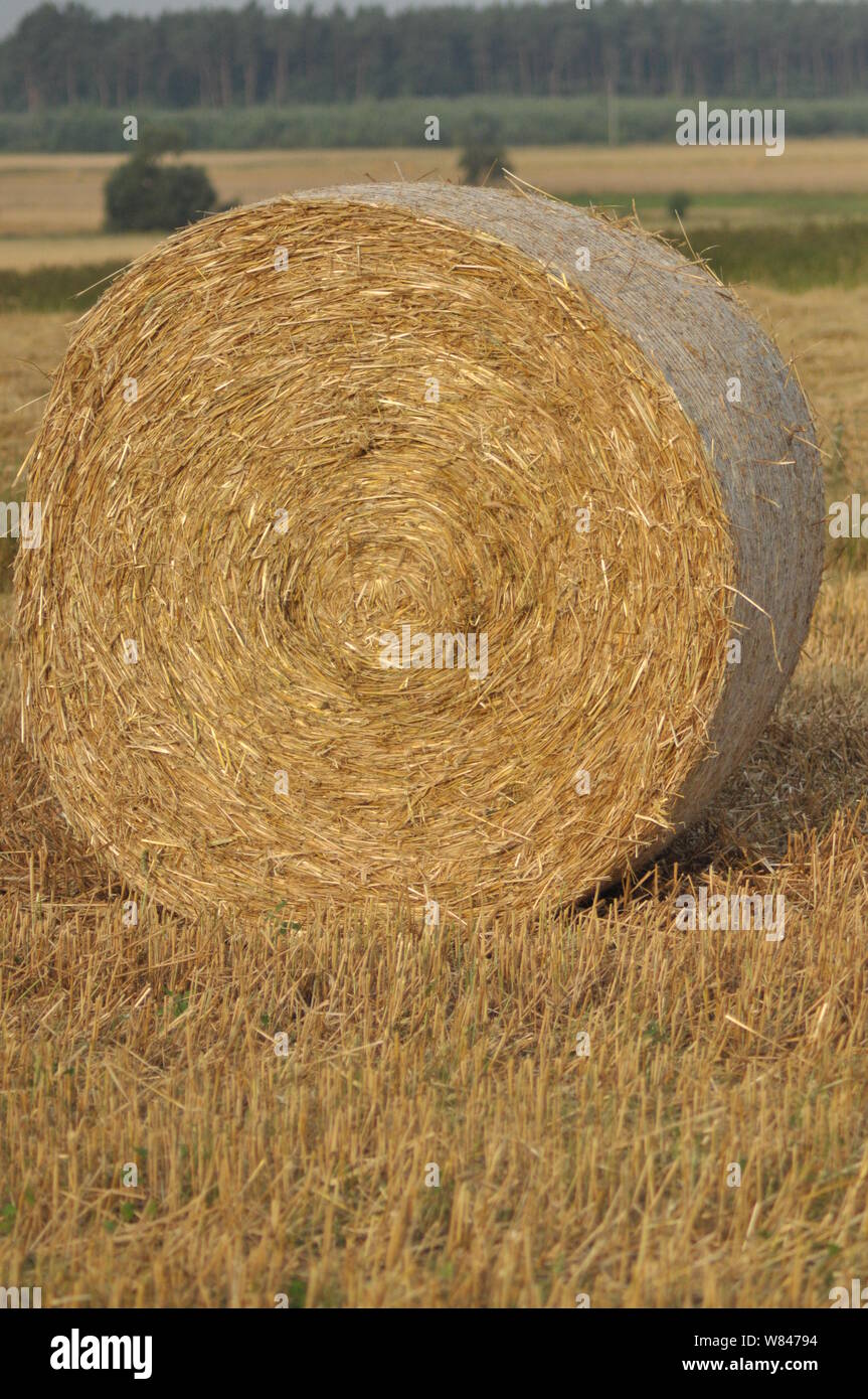 Harvest in the fields. Straw bales collapsed. End of summer Stock Photo ...