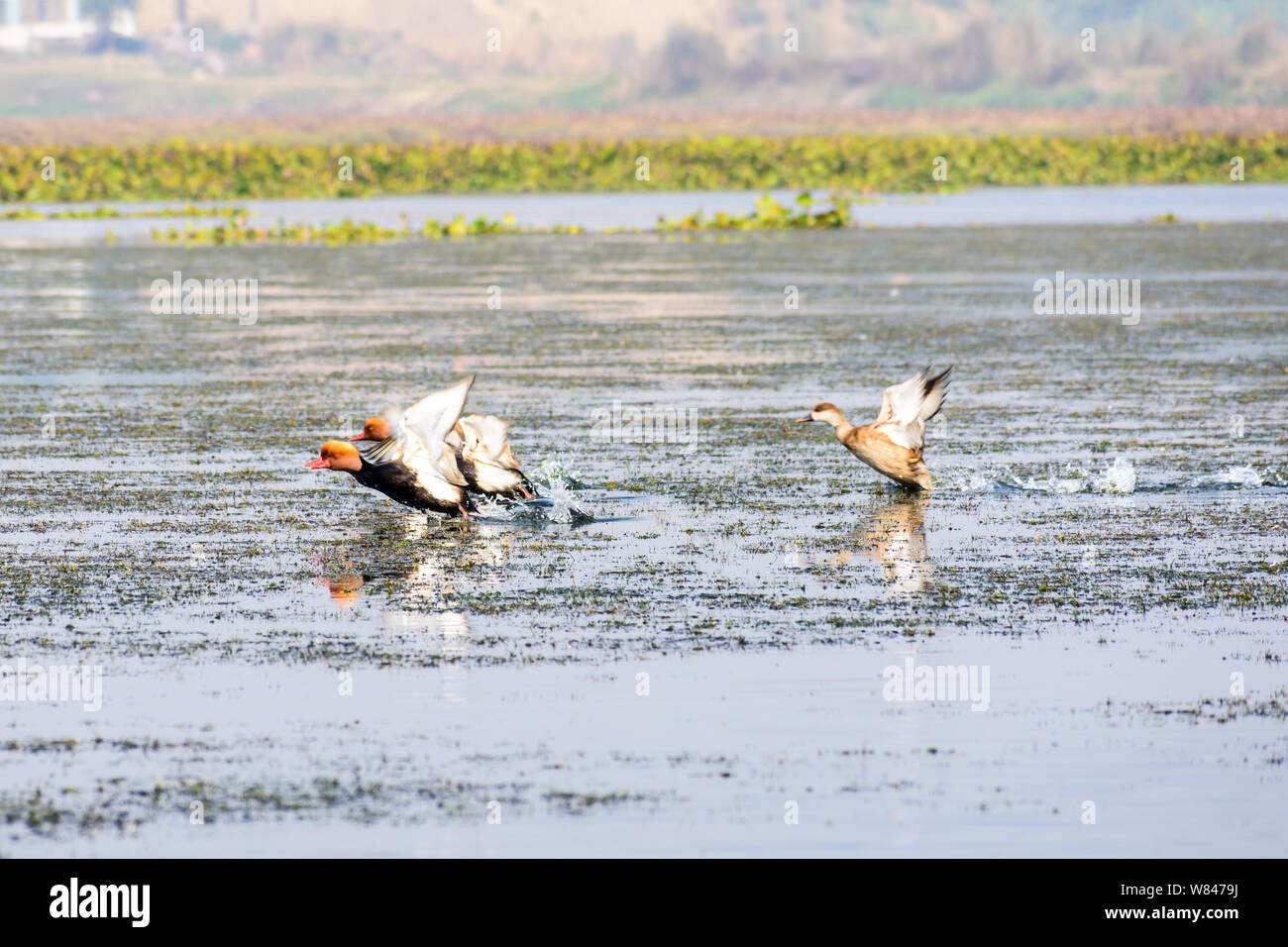 Flock of migratory Red crested pochard Aythyinae flying on lake ...