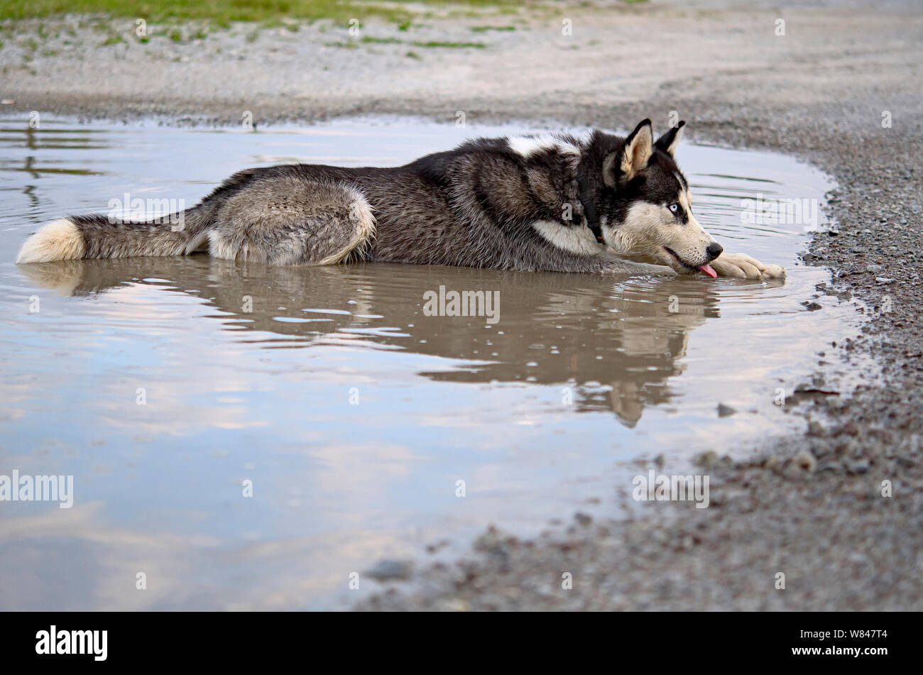 siberian husky dog on the shore of a river Stock Photo - Alamy