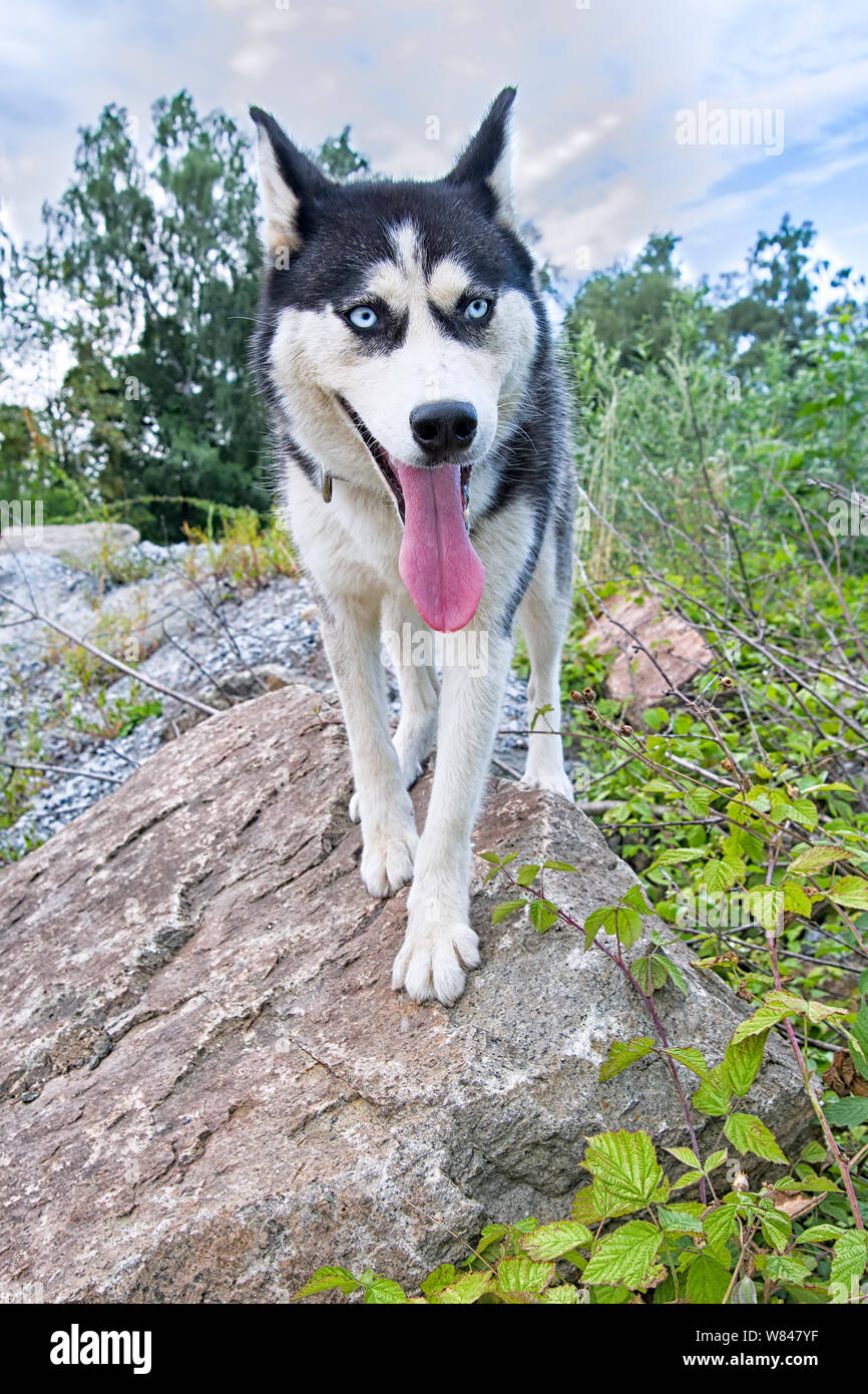 Cute pet rock looks hi-res stock photography and images - Alamy