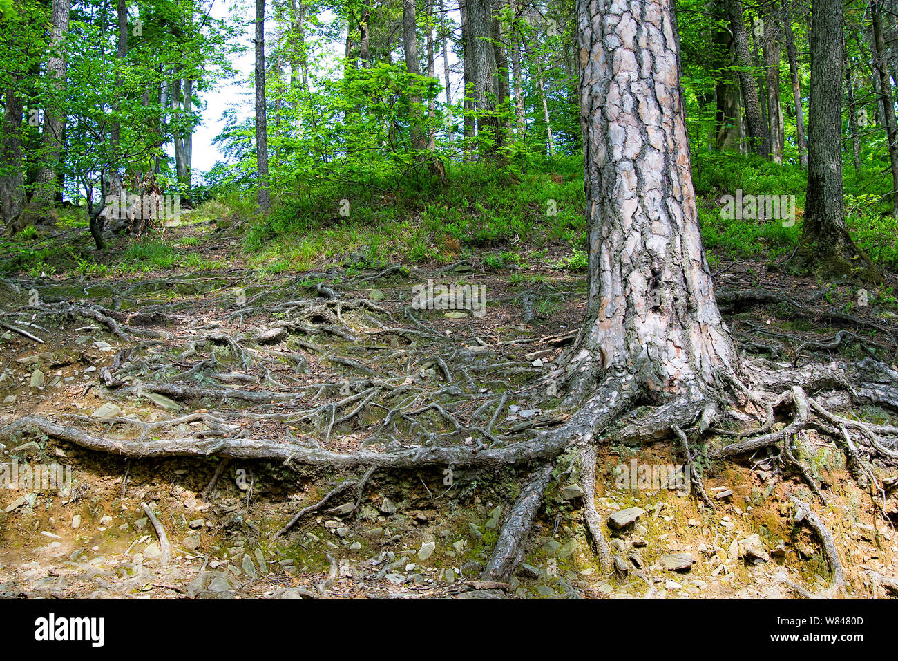 Tree roots. Tree roots in the forest Stock Photo - Alamy