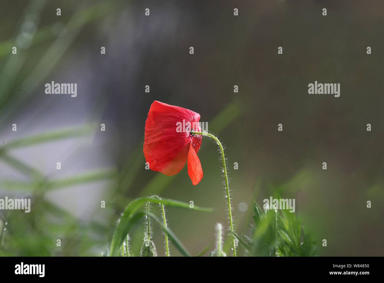 Pearl harbor remembrance day hi-res stock photography and images - Alamy