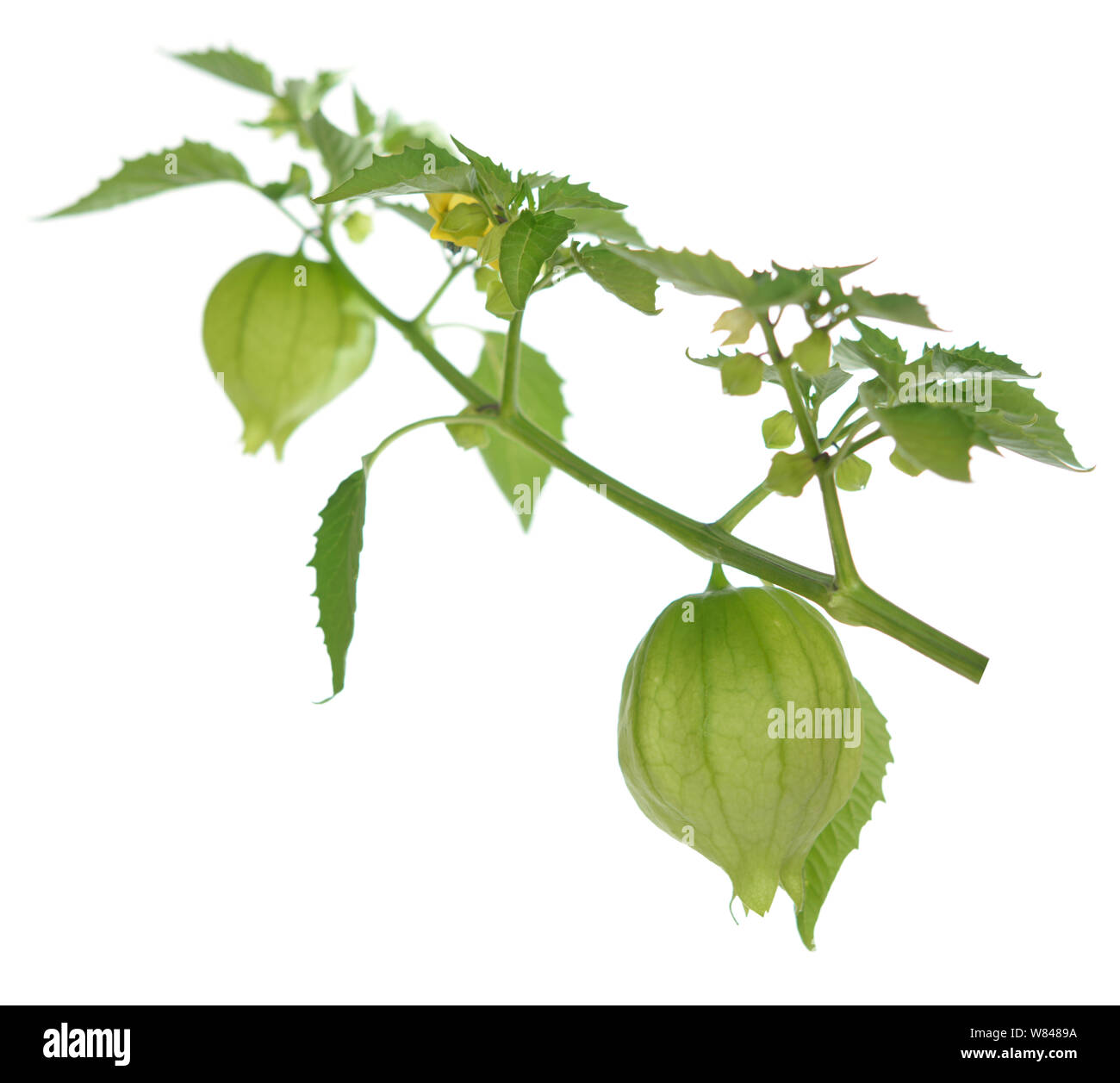 tomatillo fruit on white background Stock Photo - Alamy