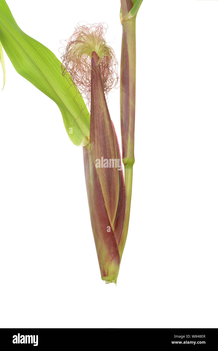 Young Corn on tree isolated on white Stock Photo - Alamy