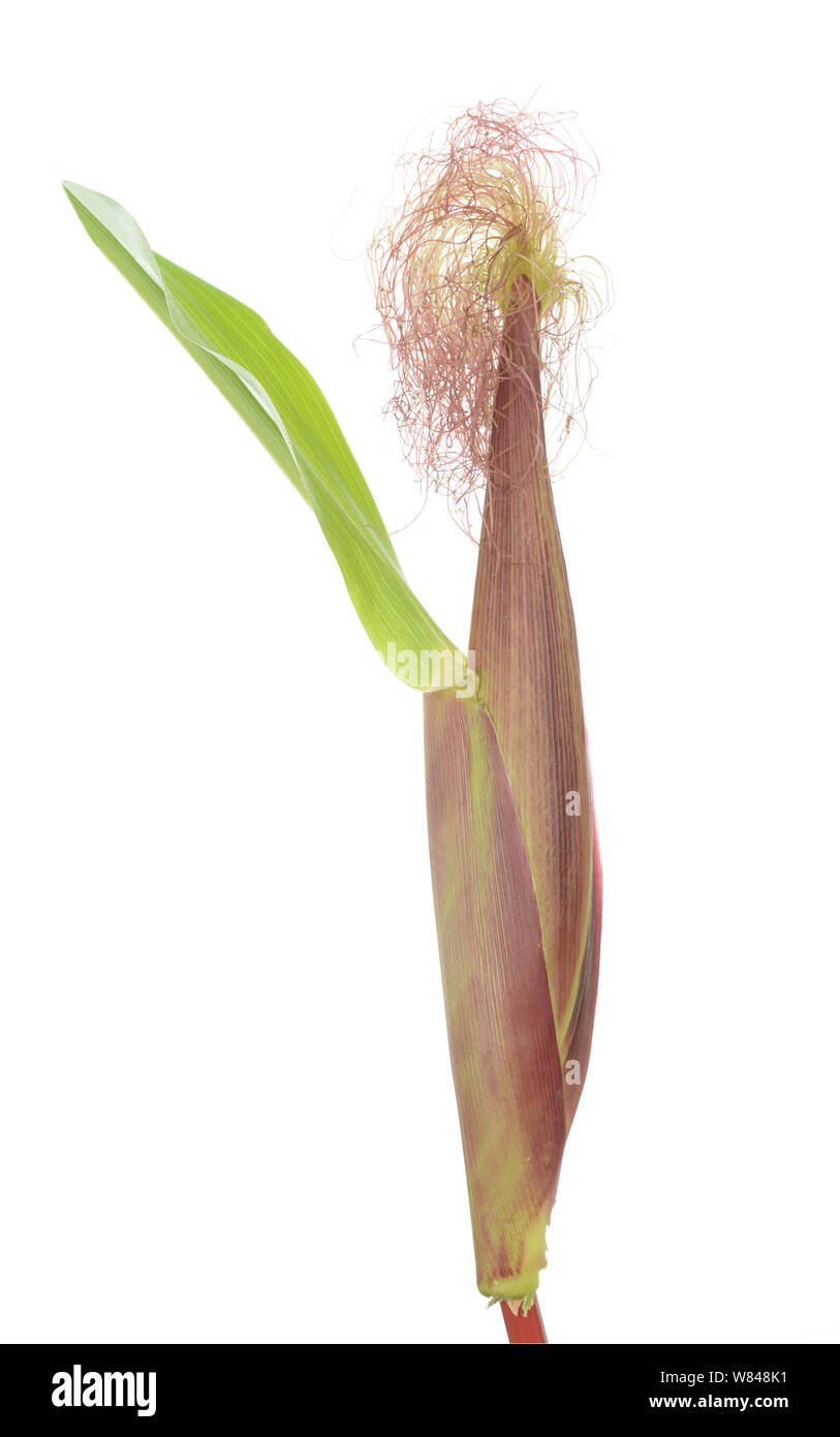 Single corn isolated on white background Stock Photo - Alamy