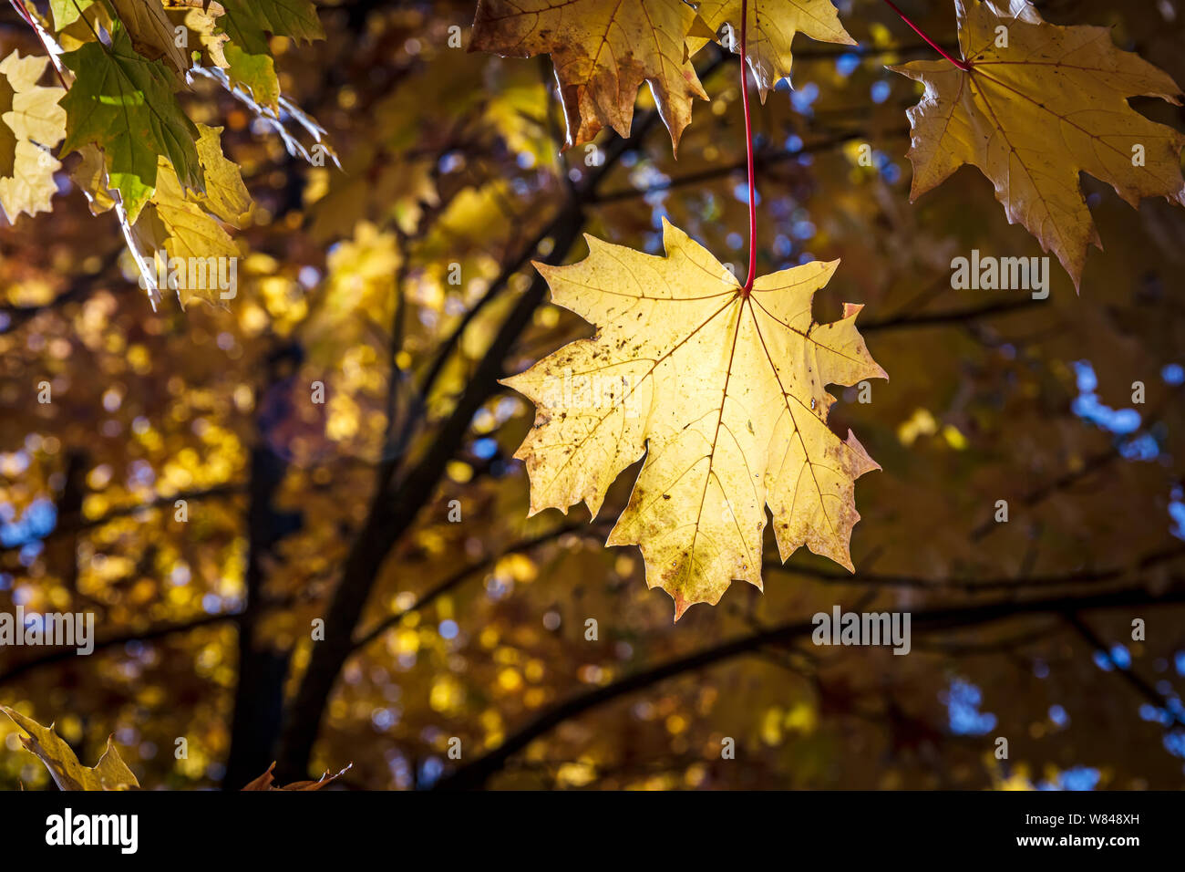 bright yellow maple leaves on blurred park trees background. closeup ...