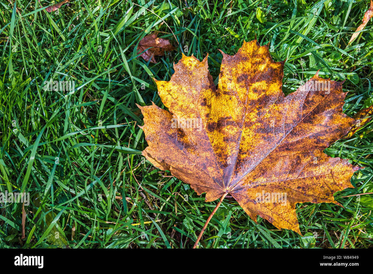 Top view red maple tree hi-res stock photography and images - Alamy