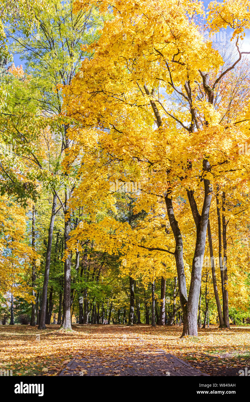 high park trees with bright yellow and orange leaves against blue sky ...