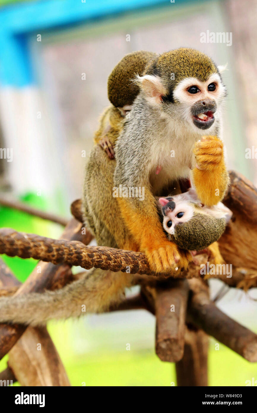 A female squirrel monkey carrying her baby and a monkey cub abandoned ...