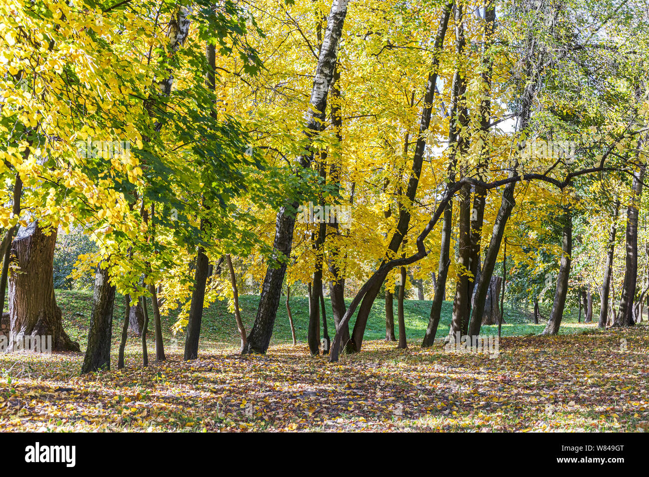 view of park trees with bright gold foliage. park in autumn. natural ...
