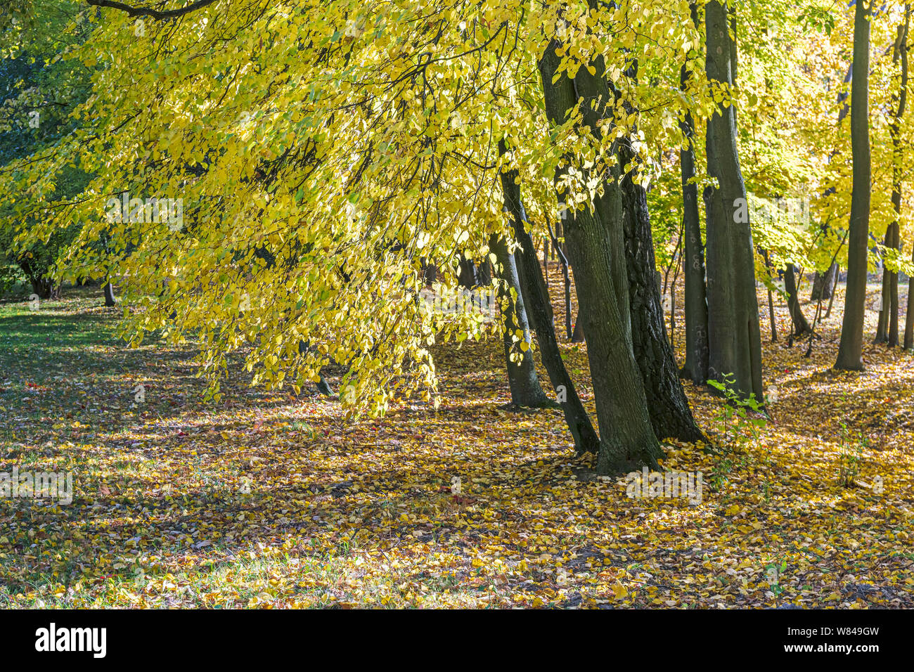 beech tree branch with yellow leaves. park in fall season. natural ...