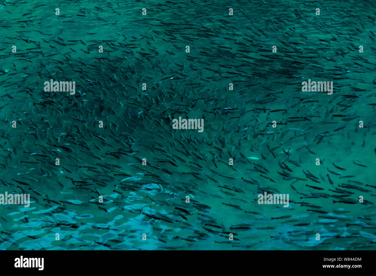 Enormous fish population endangered in turqoise sea Stock Photo - Alamy