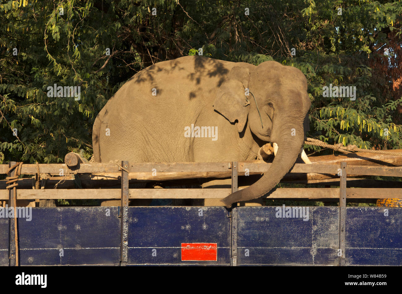 An elephant used to transport wood in cutting areas, travels in a truck ...