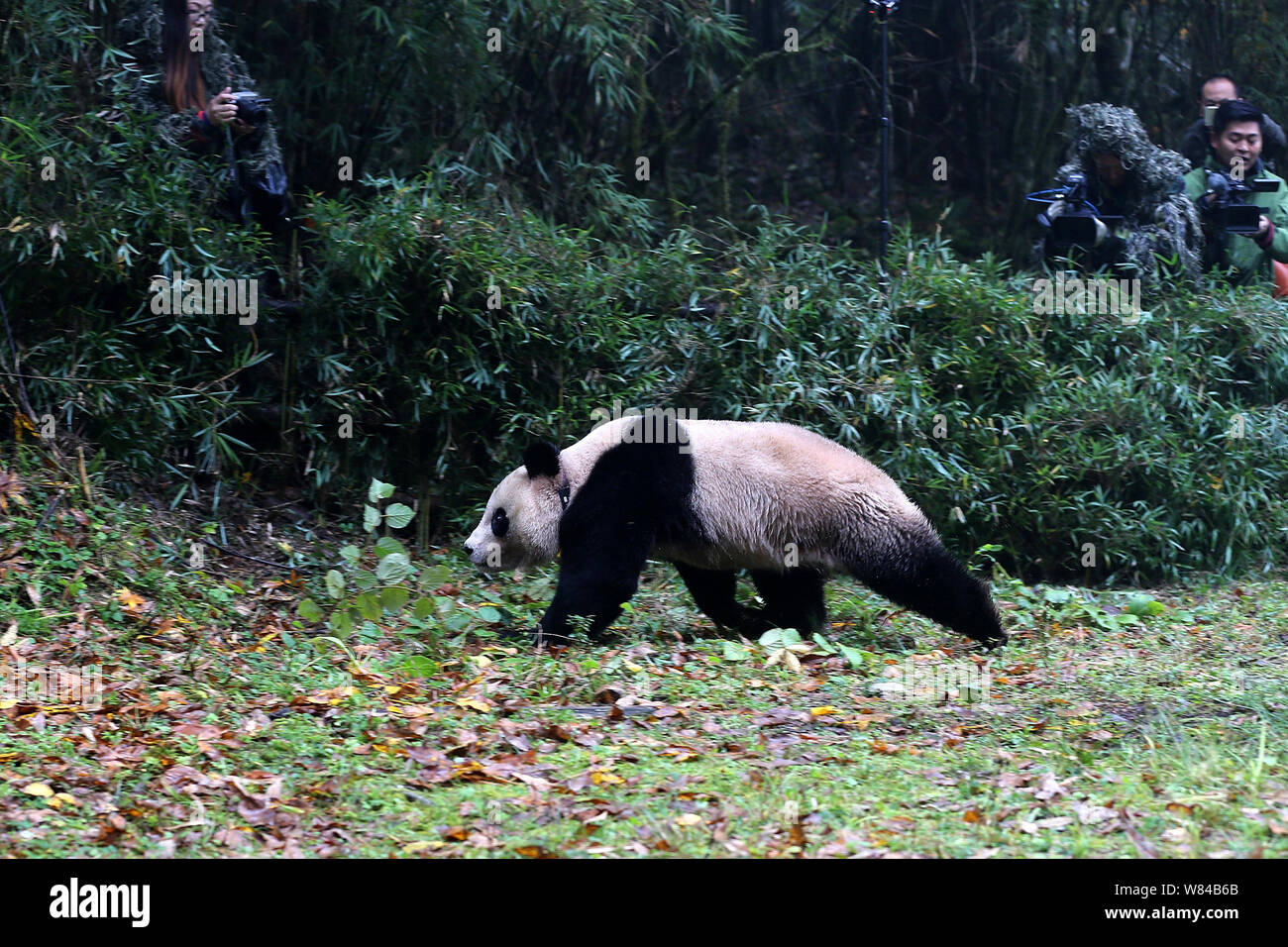 Giant panda Hua Yan wanders on the grass after being released into the ...