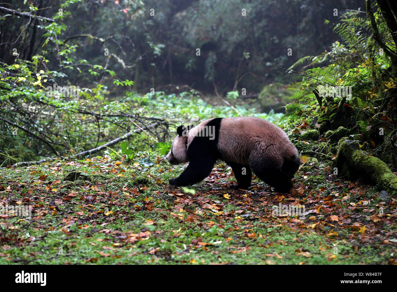 Giant panda Hua Yan wanders on the grass after being released into the ...