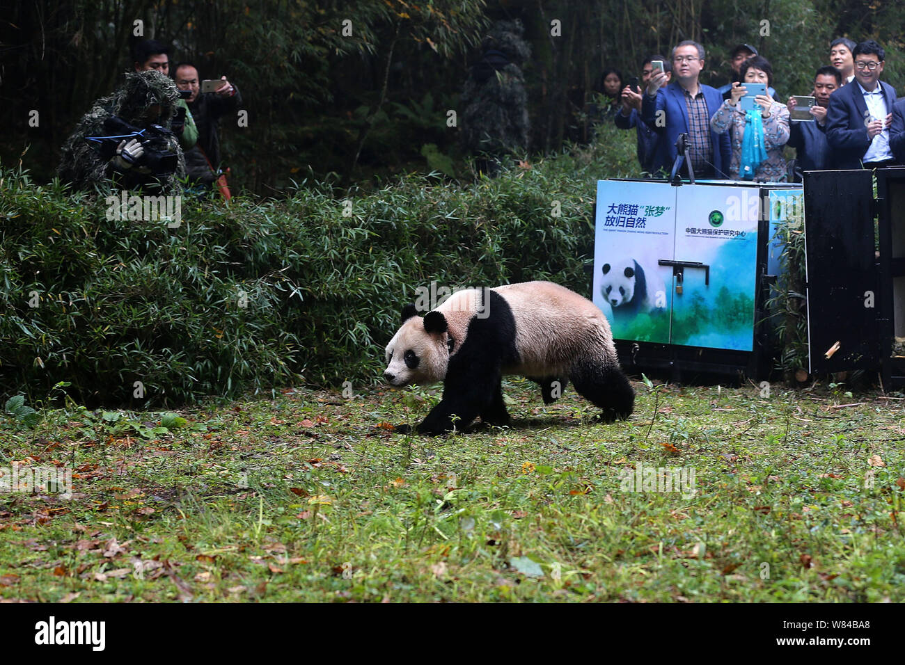 Giant panda Hua Yan wanders on the grass after being released into the ...