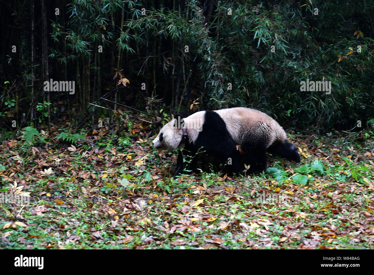 Giant panda Hua Yan wanders on the grass after being released into the ...