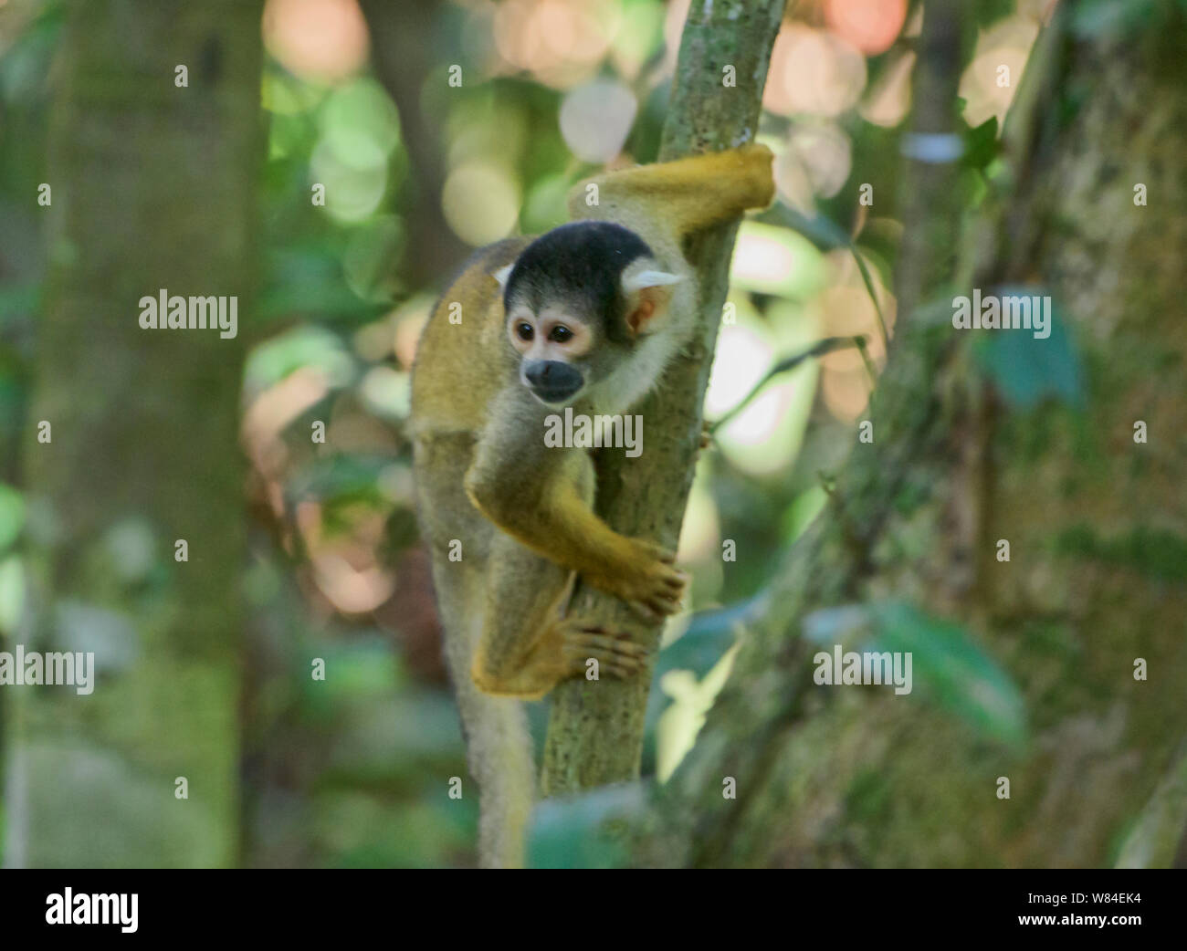 Squirrel monkey in the jungle in the Tambopata Reserve, Peruvian Amazon ...