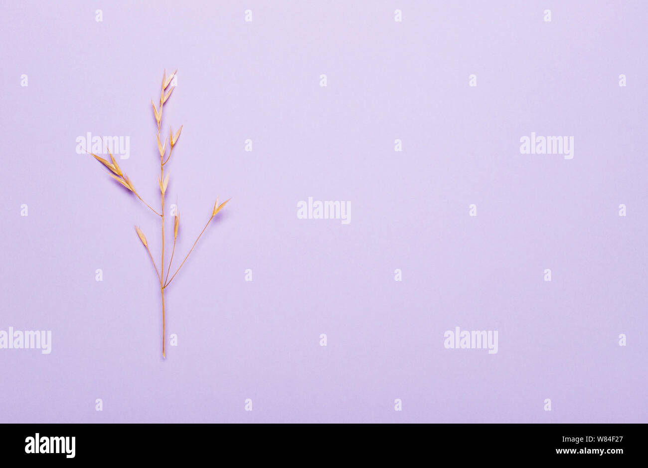 dry spikelets, grass on purple background. Top view, flat. Minimalistic ...