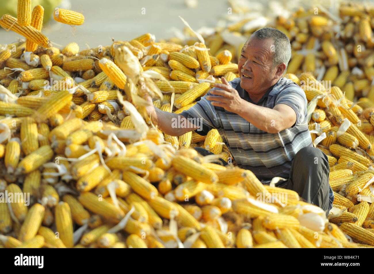 --FILE--A Chinese farmer piles up corn in Matou town, Tancheng county ...