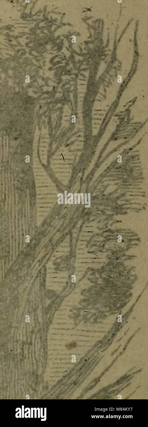 "Illustrated catalogue of chivalrie, with the rules of the game ...