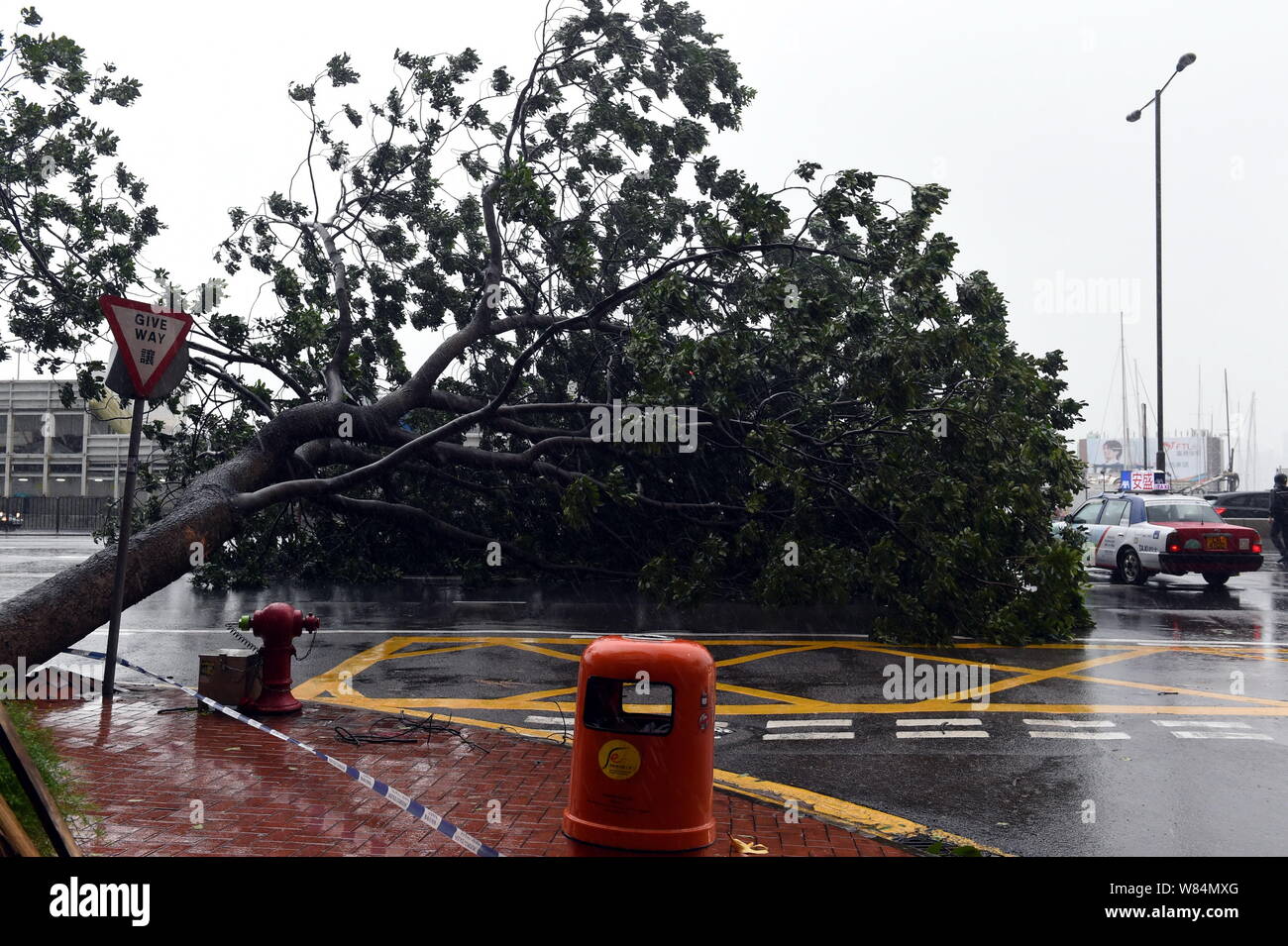 Hong kong typhoon tree hi-res stock photography and images - Alamy