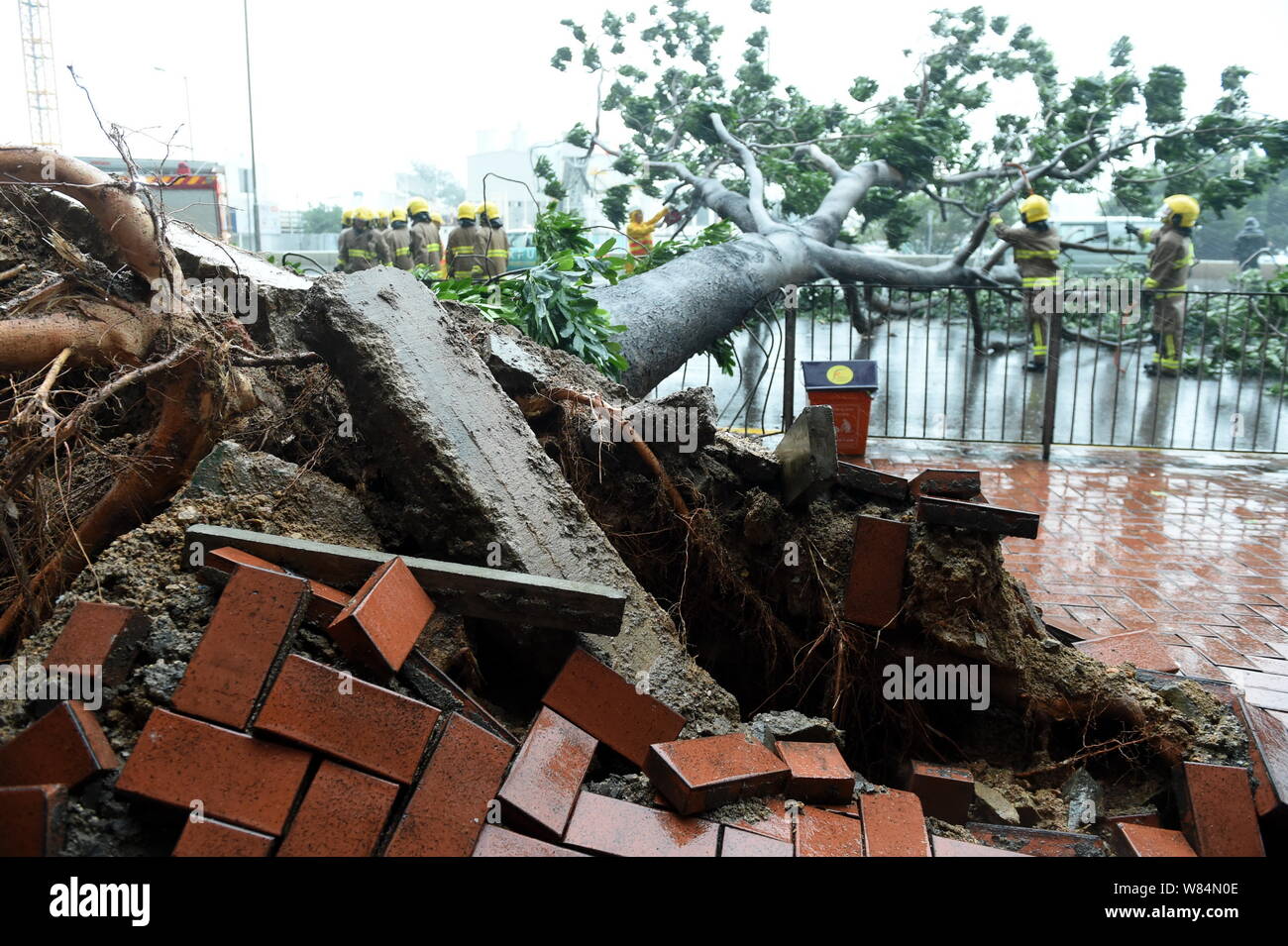 Hong kong typhoon tree hi-res stock photography and images - Alamy