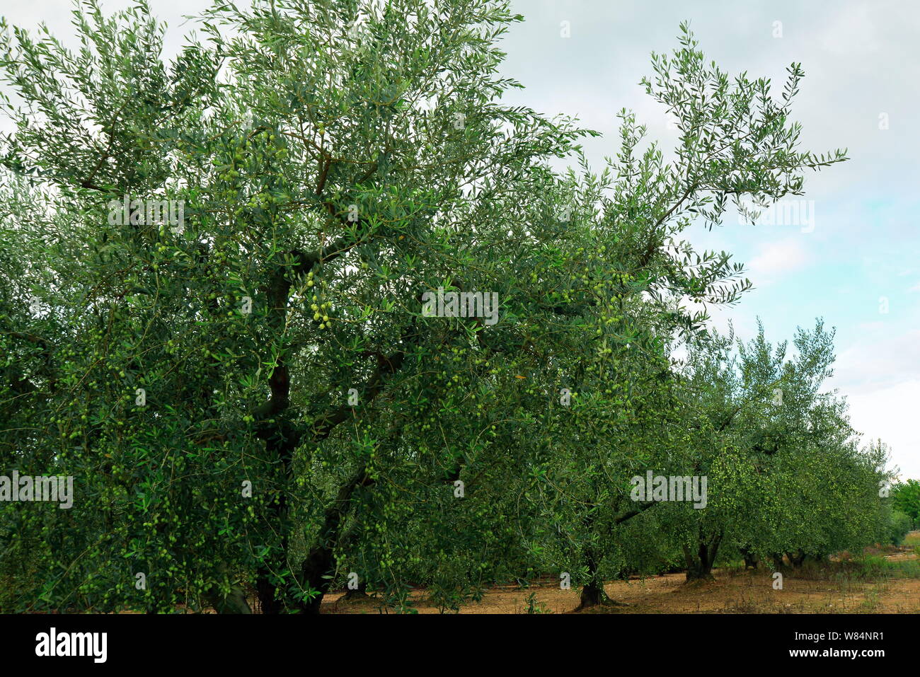 Olive trees Tarragona Stock Photo - Alamy