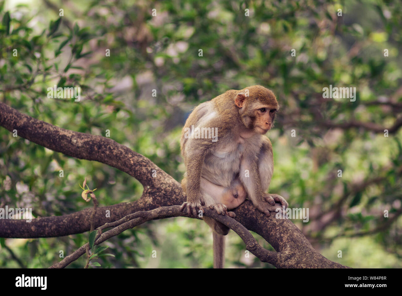 Monkeys live in the temple, A group of monkeys living freely in a ...
