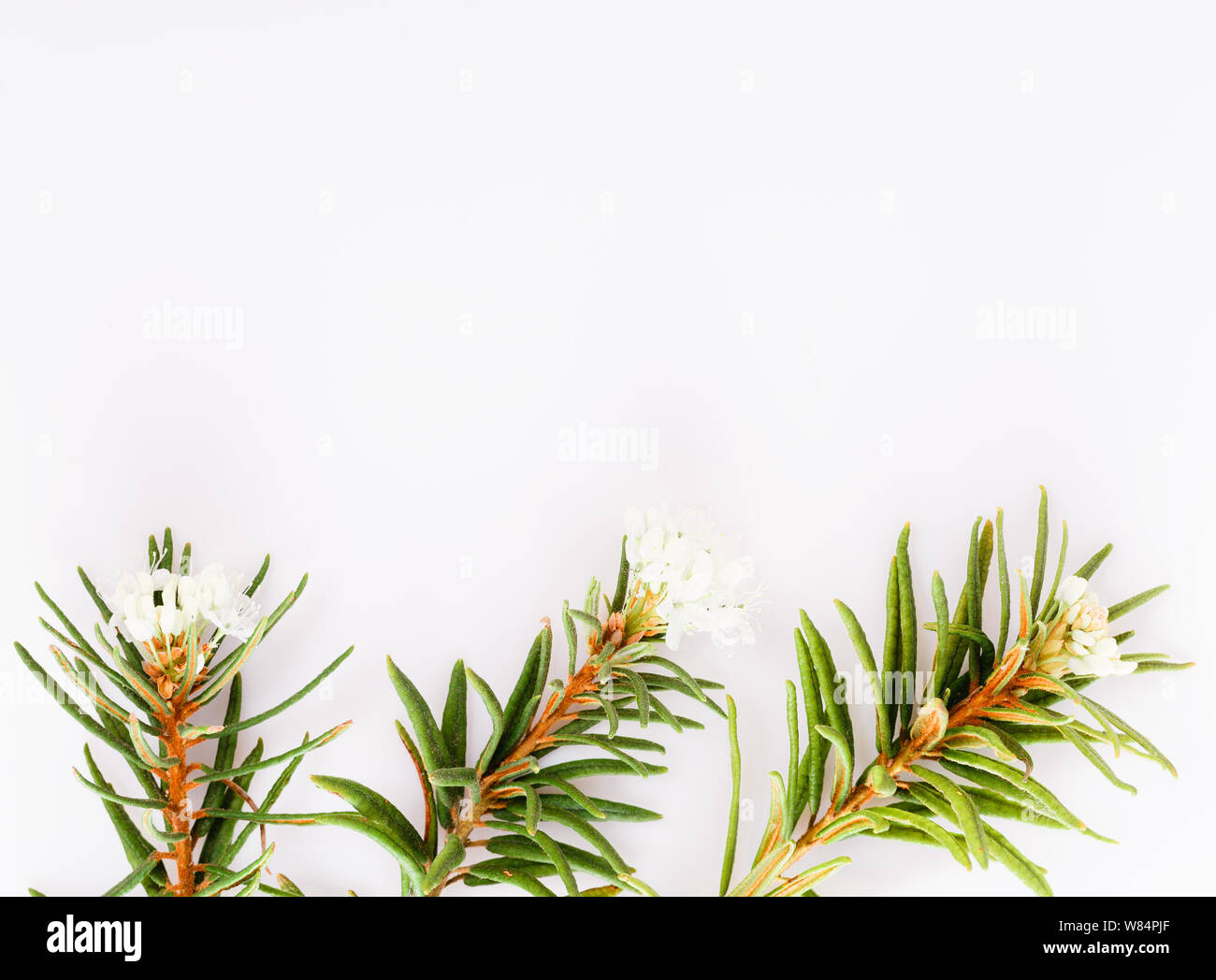 Labrador Tea Plant High Resolution Stock Photography and Images - Alamy