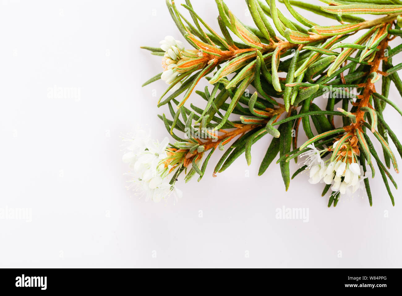 Labrador tea plant hi-res stock photography and images - Alamy