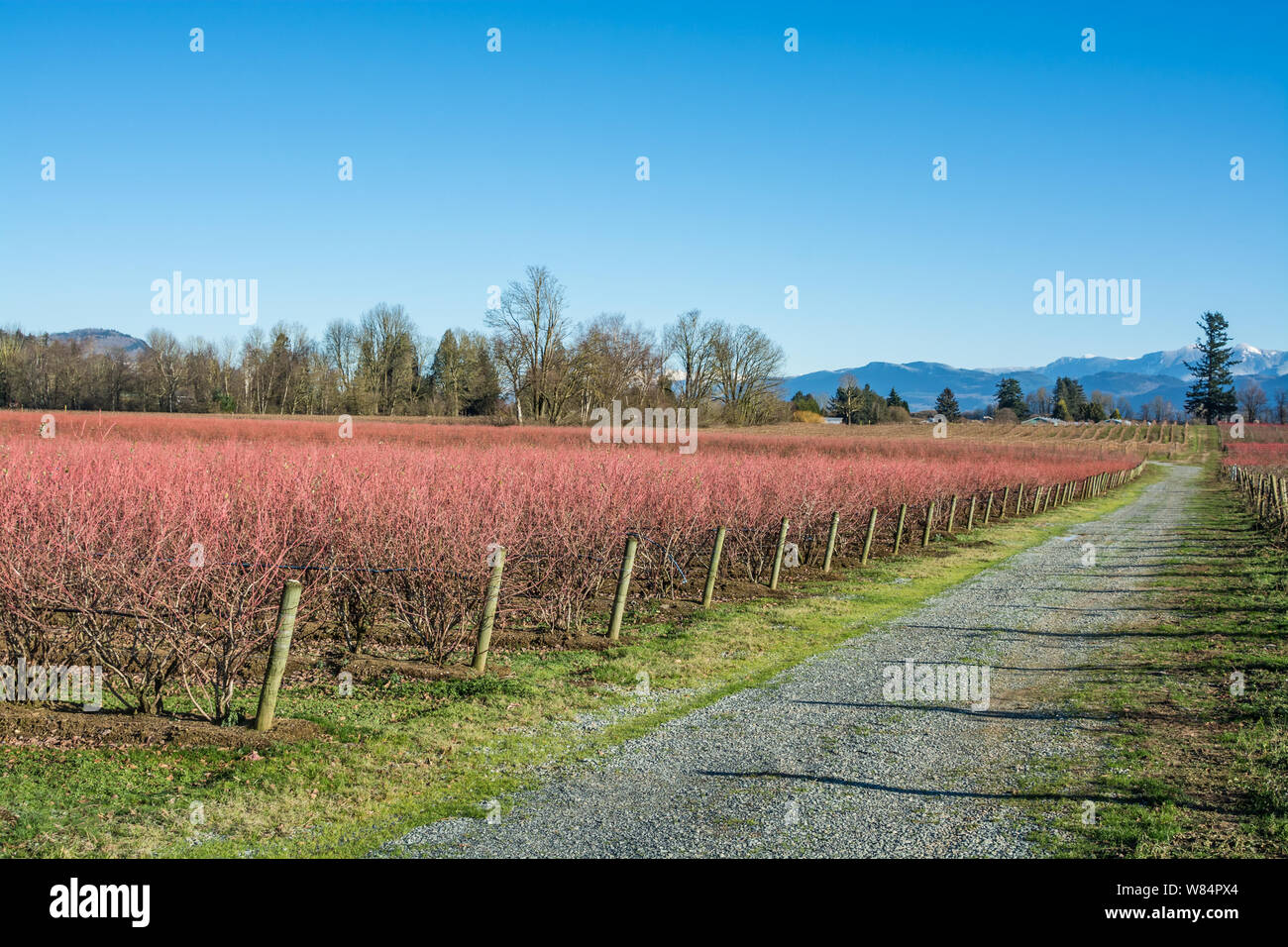 Alpine Blueberry High Resolution Stock Photography and Images - Alamy