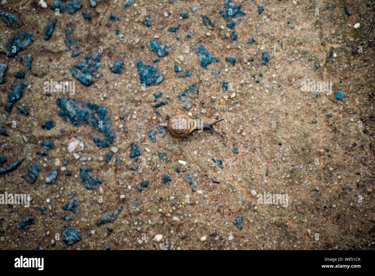 Snail trace hi-res stock photography and images - Alamy