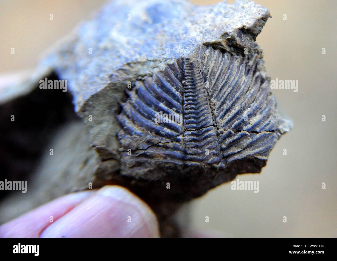 A Chinese man shows a suspected trilobite fossil in Maoba village ...