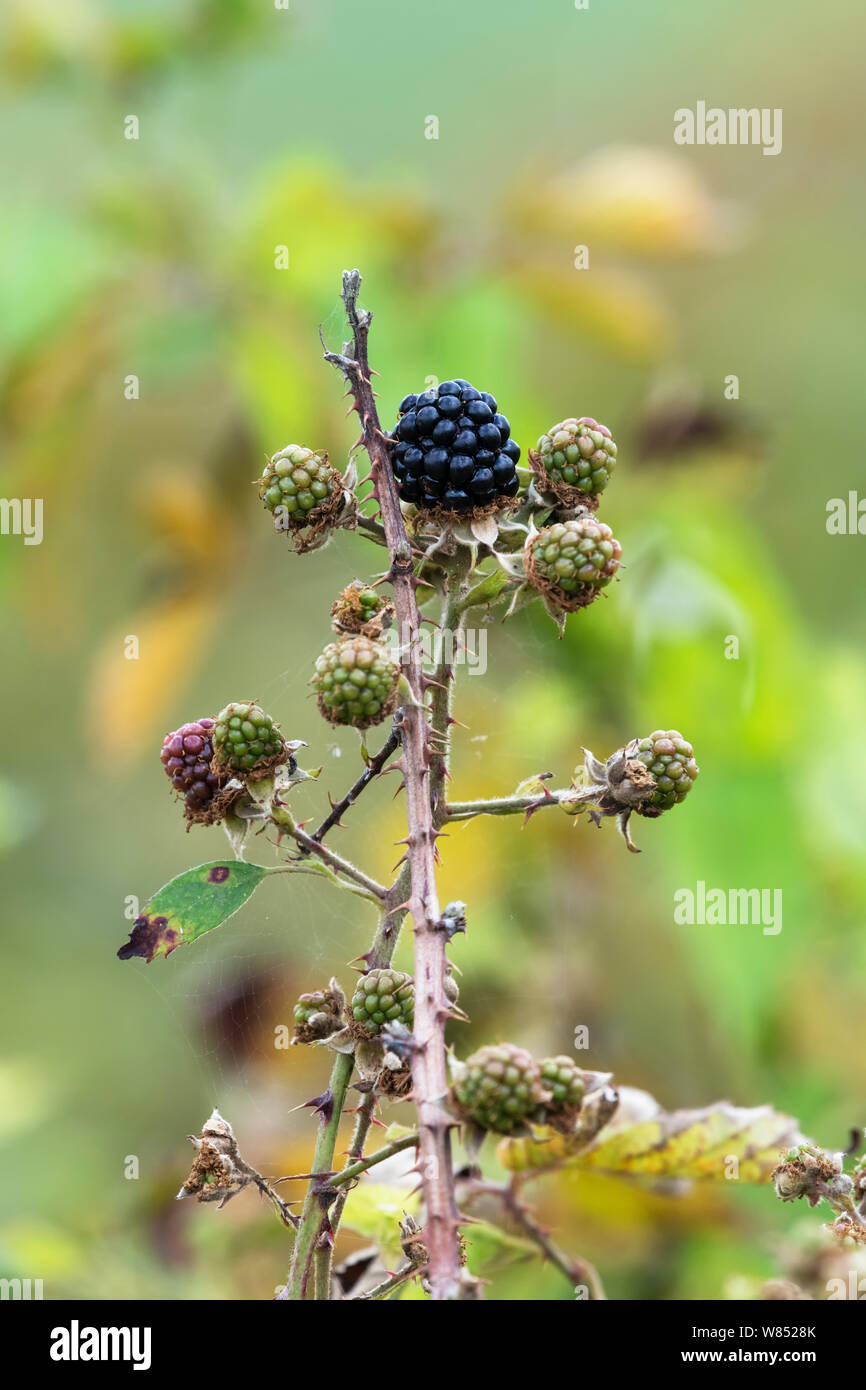 Prickly bramble plant hi-res stock photography and images - Alamy