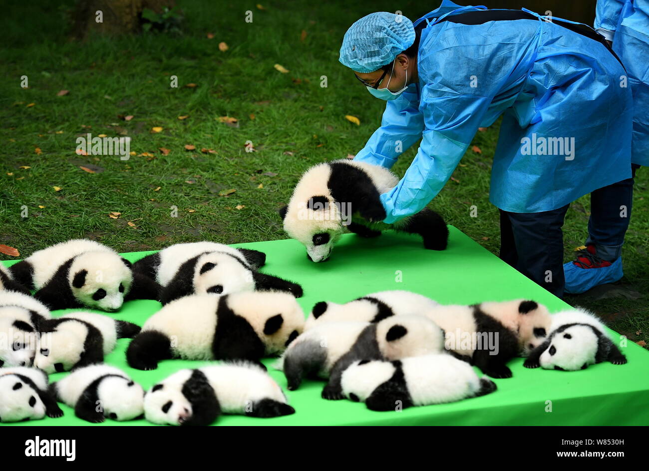 A Chinese keeper puts giant panda cubs born in 2016 together during a public event at the ...