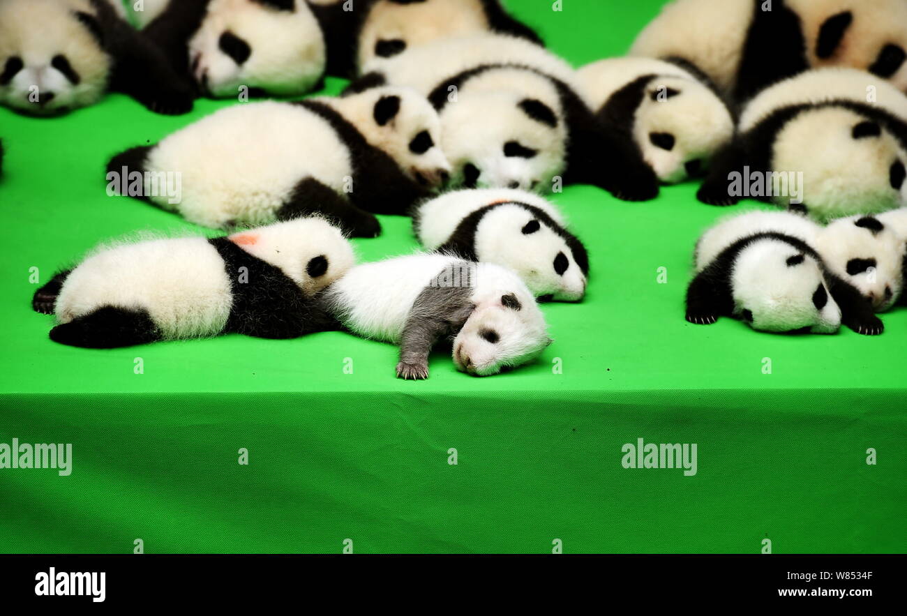 Giant panda cubs born in 2016 are on display during a public event at the Chengdu Research Base ...