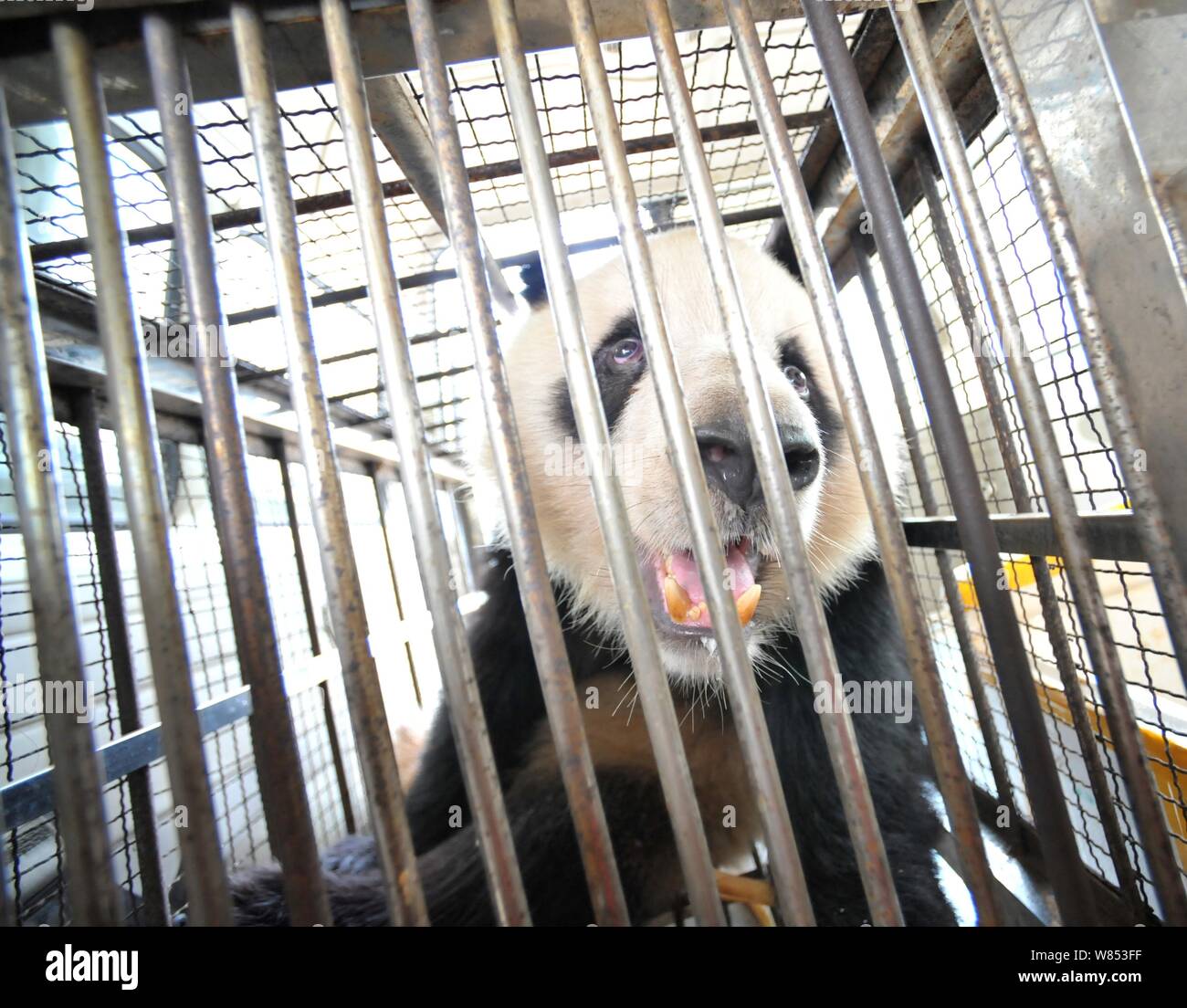 One of the Giant panda twins is locked in a cage at the Chengdu ...