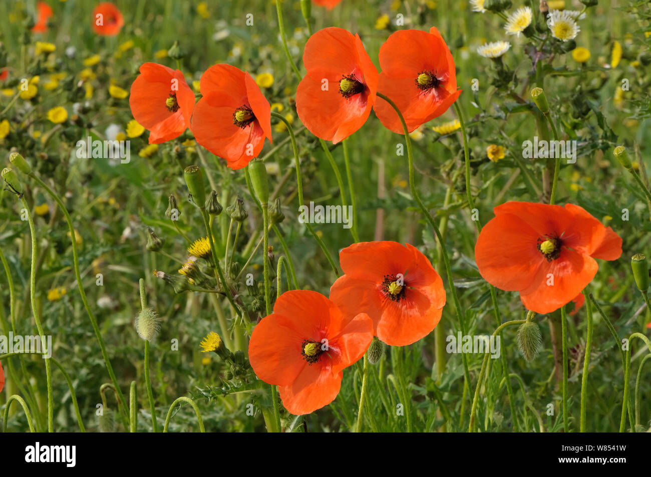 Picday hi-res stock photography and images - Alamy