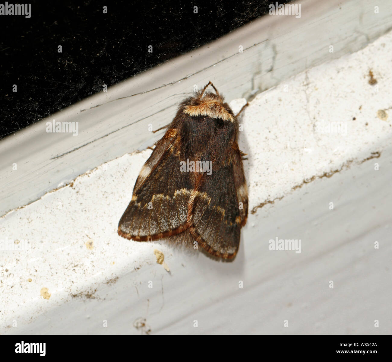 Moth moths insects hi-res stock photography and images - Alamy