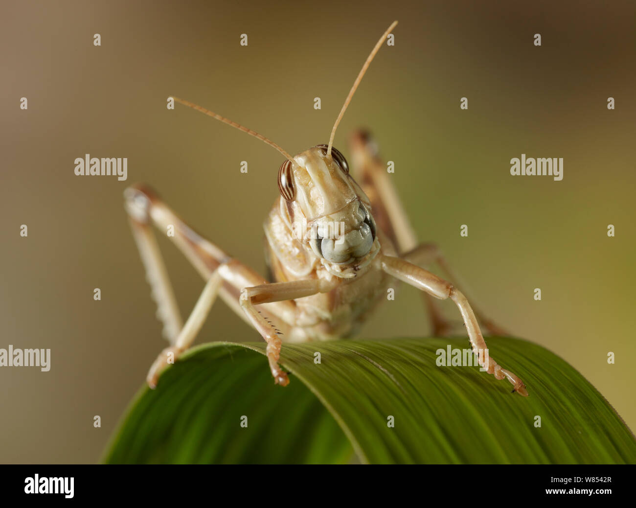 Desert Locust (Schistocerca gregaria) portrait Stock Photo - Alamy