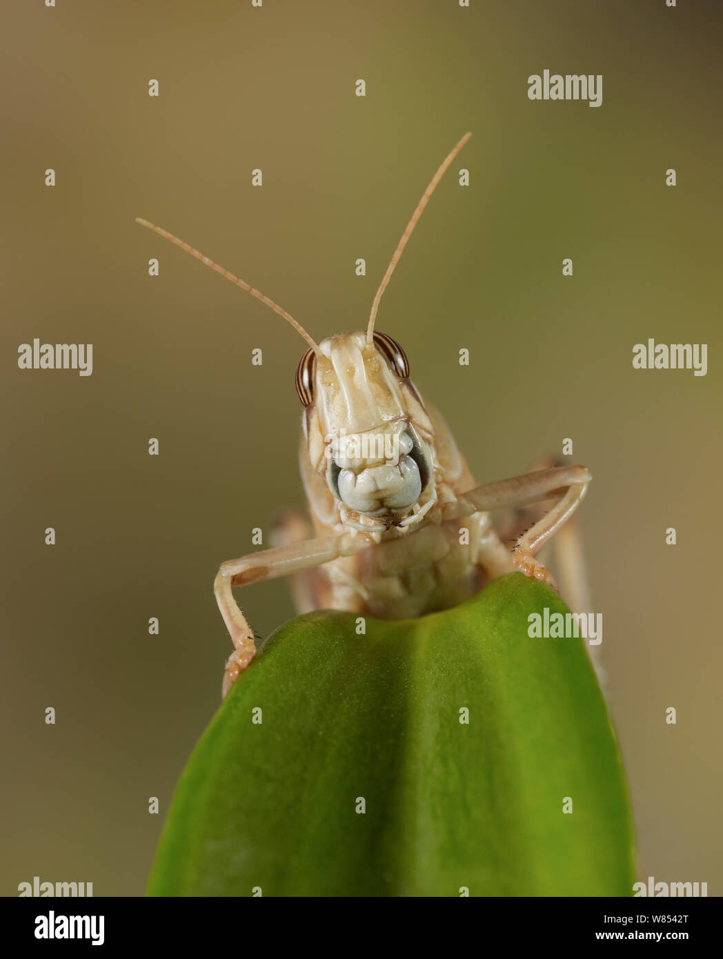 Desert Locust (Schistocerca gregaria) portrait Stock Photo - Alamy